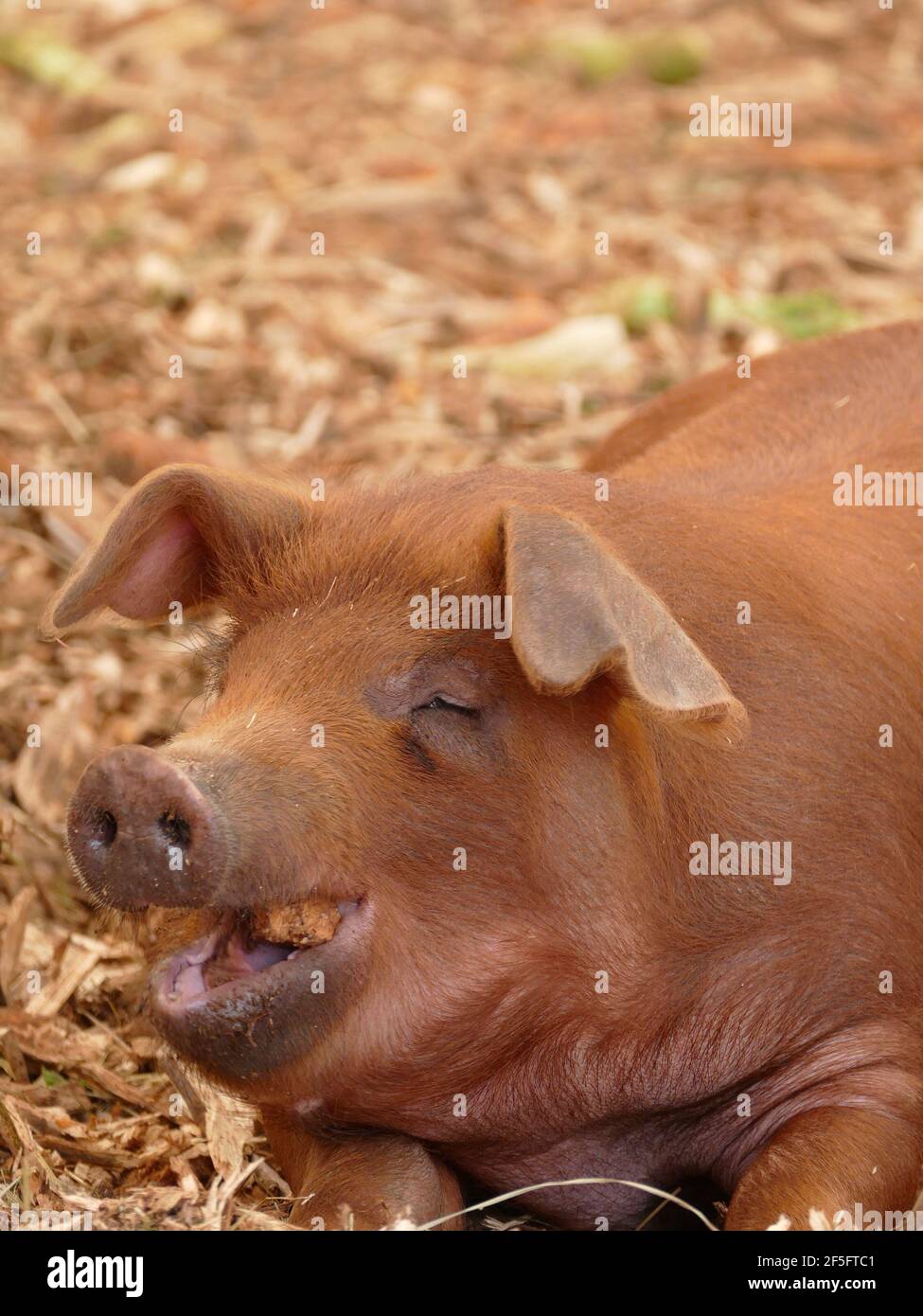 One Brown Pig Laying Down on Hay in a Barn Stock Photo - Alamy