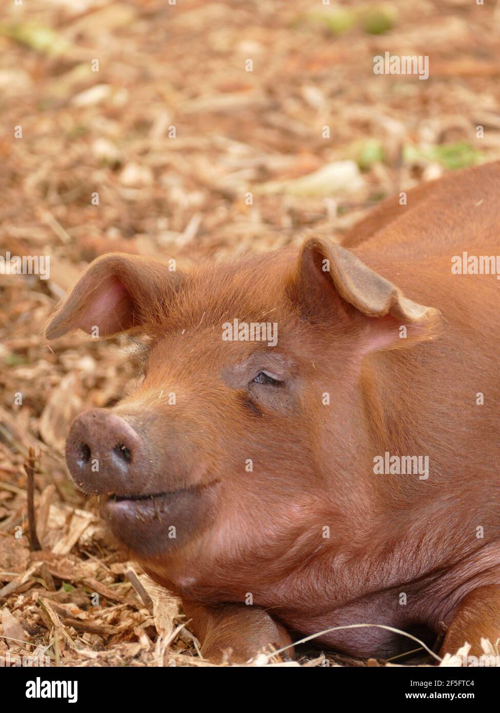 Pig laying down hi-res stock photography and images - Alamy