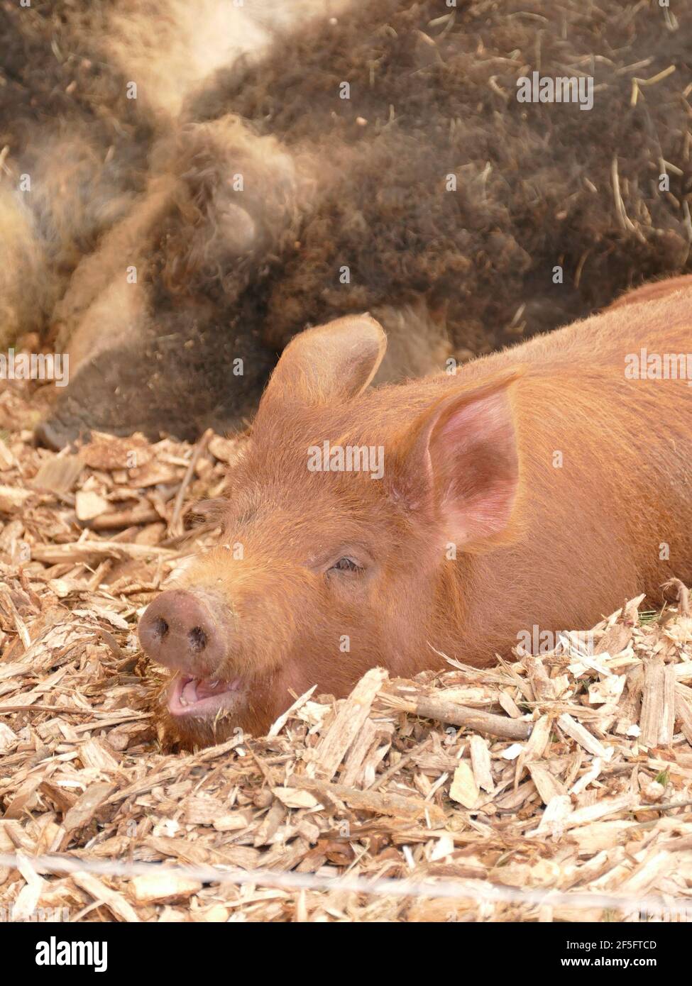 Pig laying down hi-res stock photography and images - Alamy