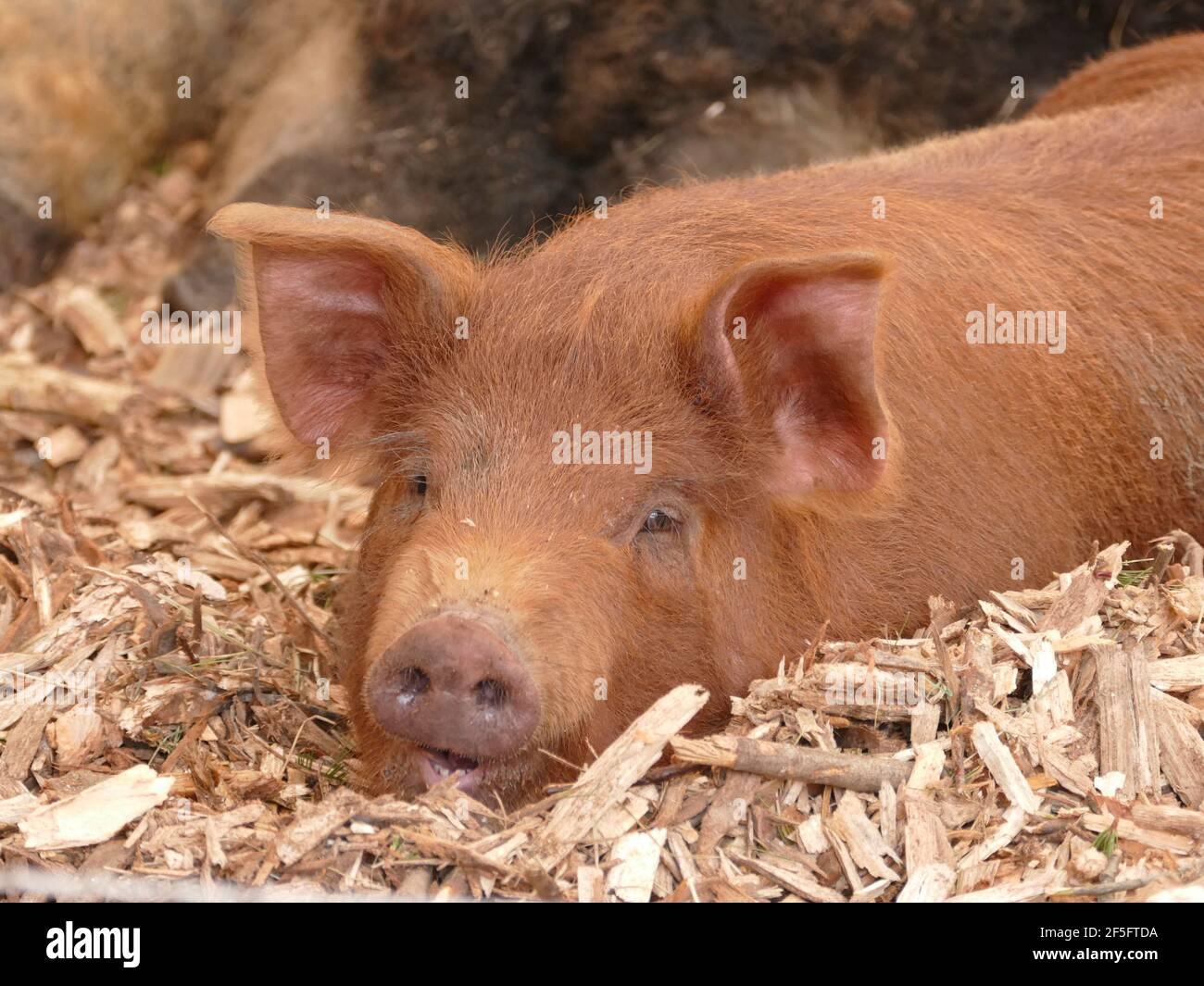 Pigs laying in mud hi-res stock photography and images - Alamy
