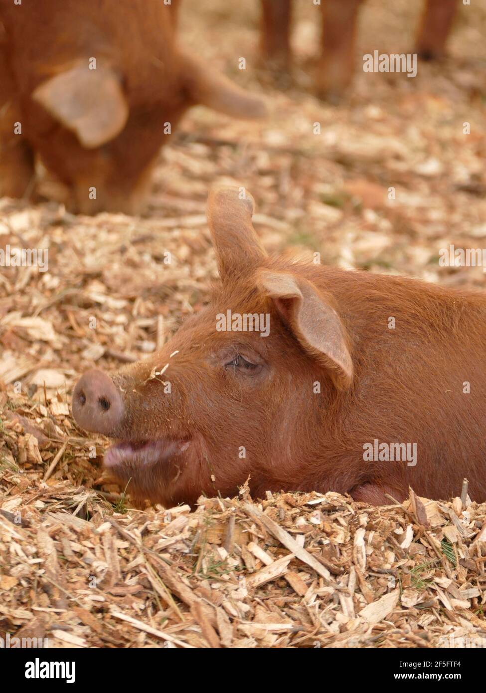 One Brown Pig Laying Down on Hay in a Barn Stock Photo - Alamy