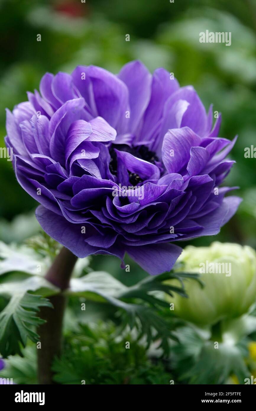 Lavender And Poppies High Resolution Stock Photography and Images - Alamy