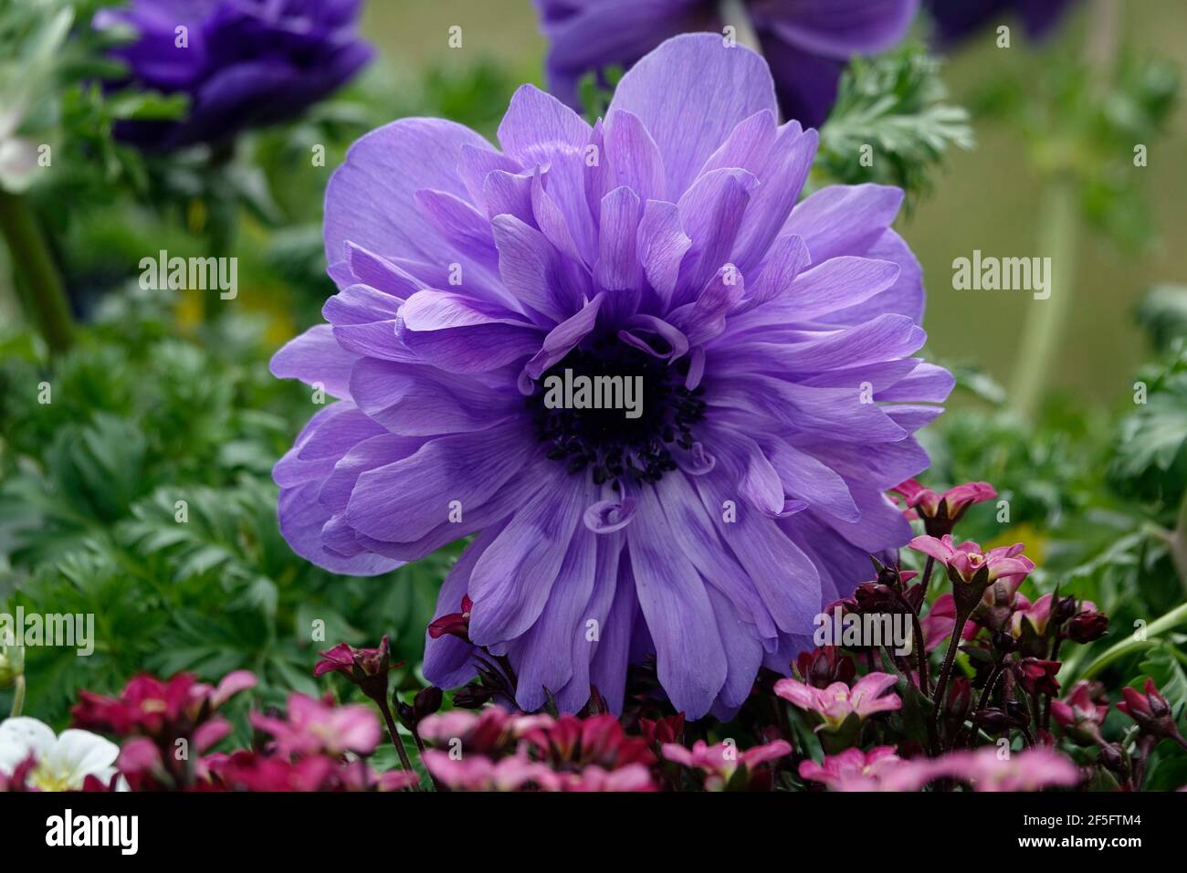 Lavender And Poppies High Resolution Stock Photography and Images - Alamy