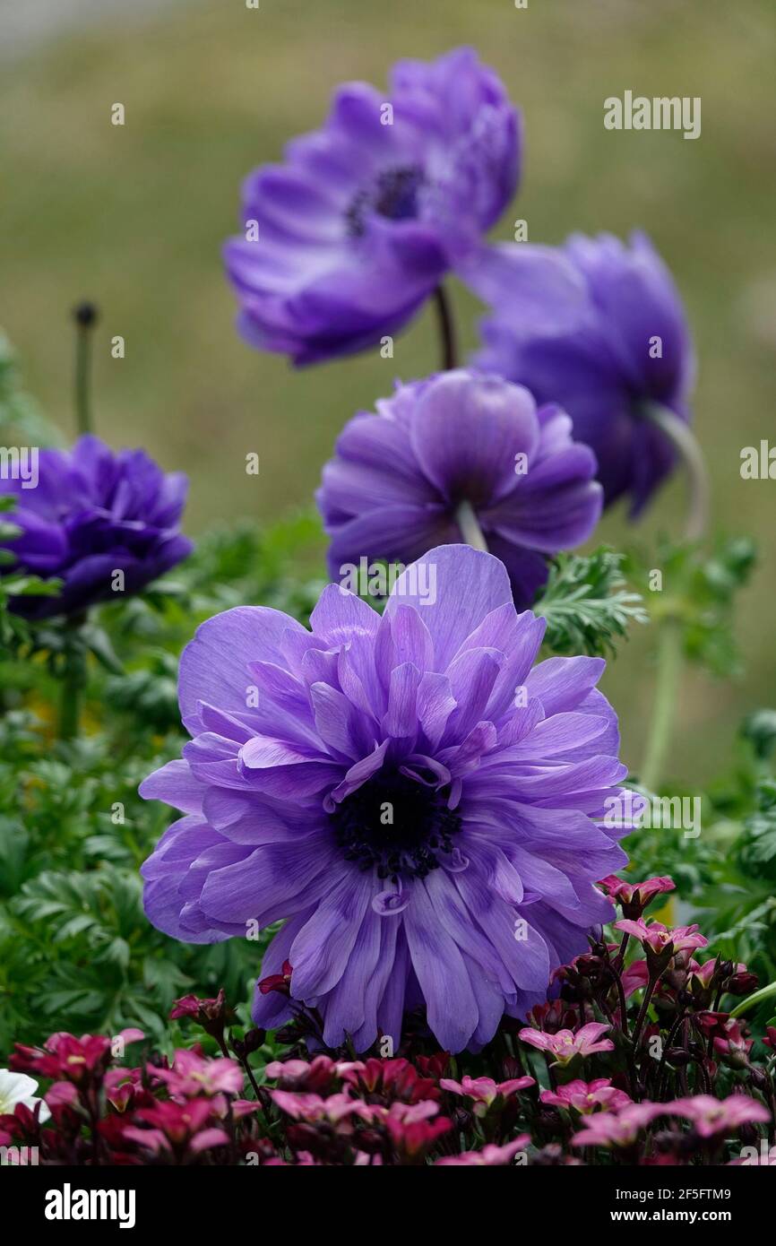 Lavender And Poppies High Resolution Stock Photography and Images - Alamy