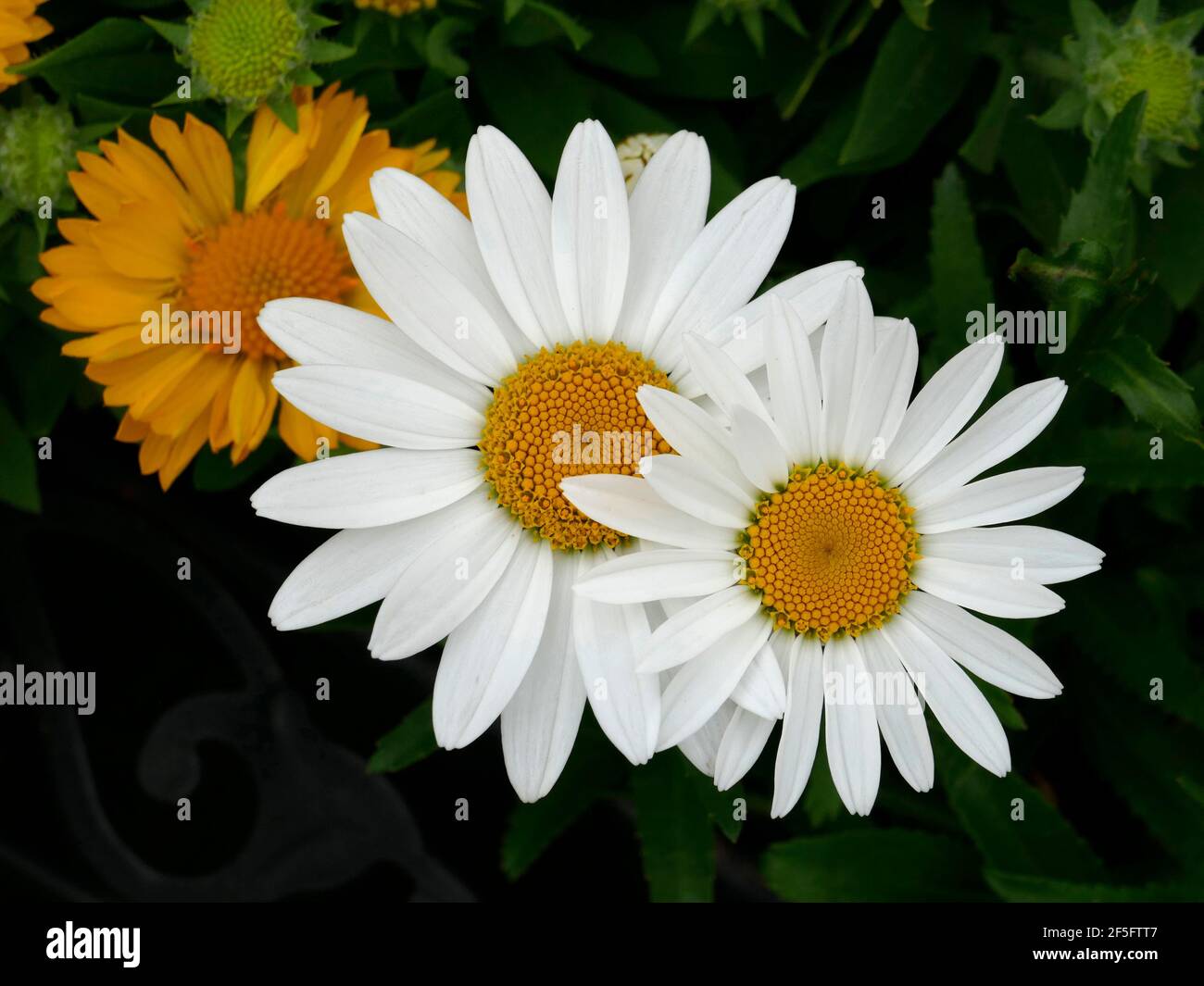 Best photos of shasta daisies hi-res stock photography and images - Alamy