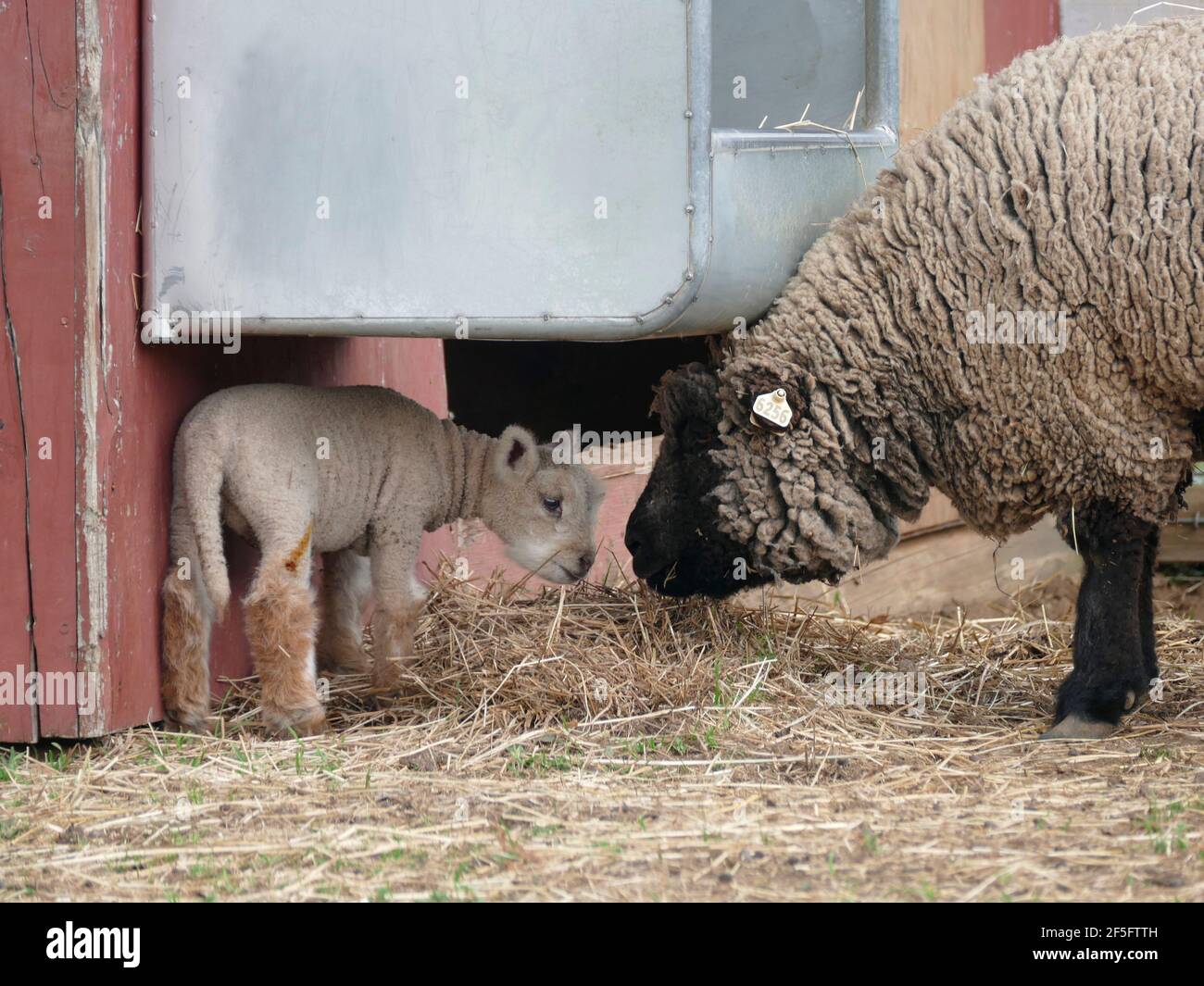 Marino Sheep High Resolution Stock Photography and Images - Alamy