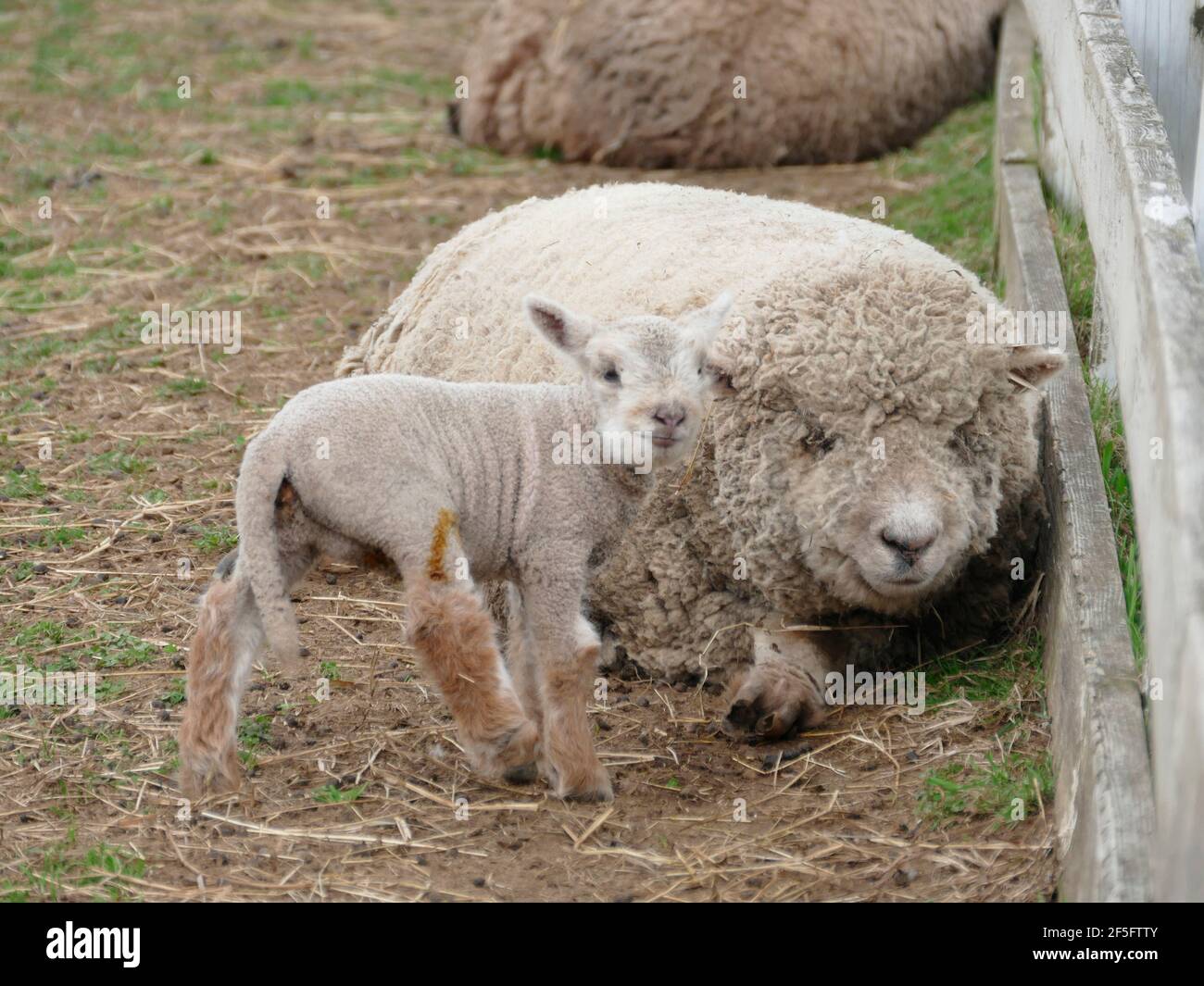 Marino Sheep High Resolution Stock Photography and Images - Alamy