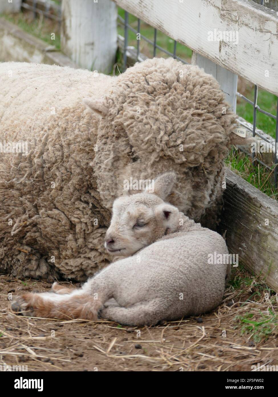 The Sweetest Photograph of a Mother Sheep Showing Affection and Love to ...