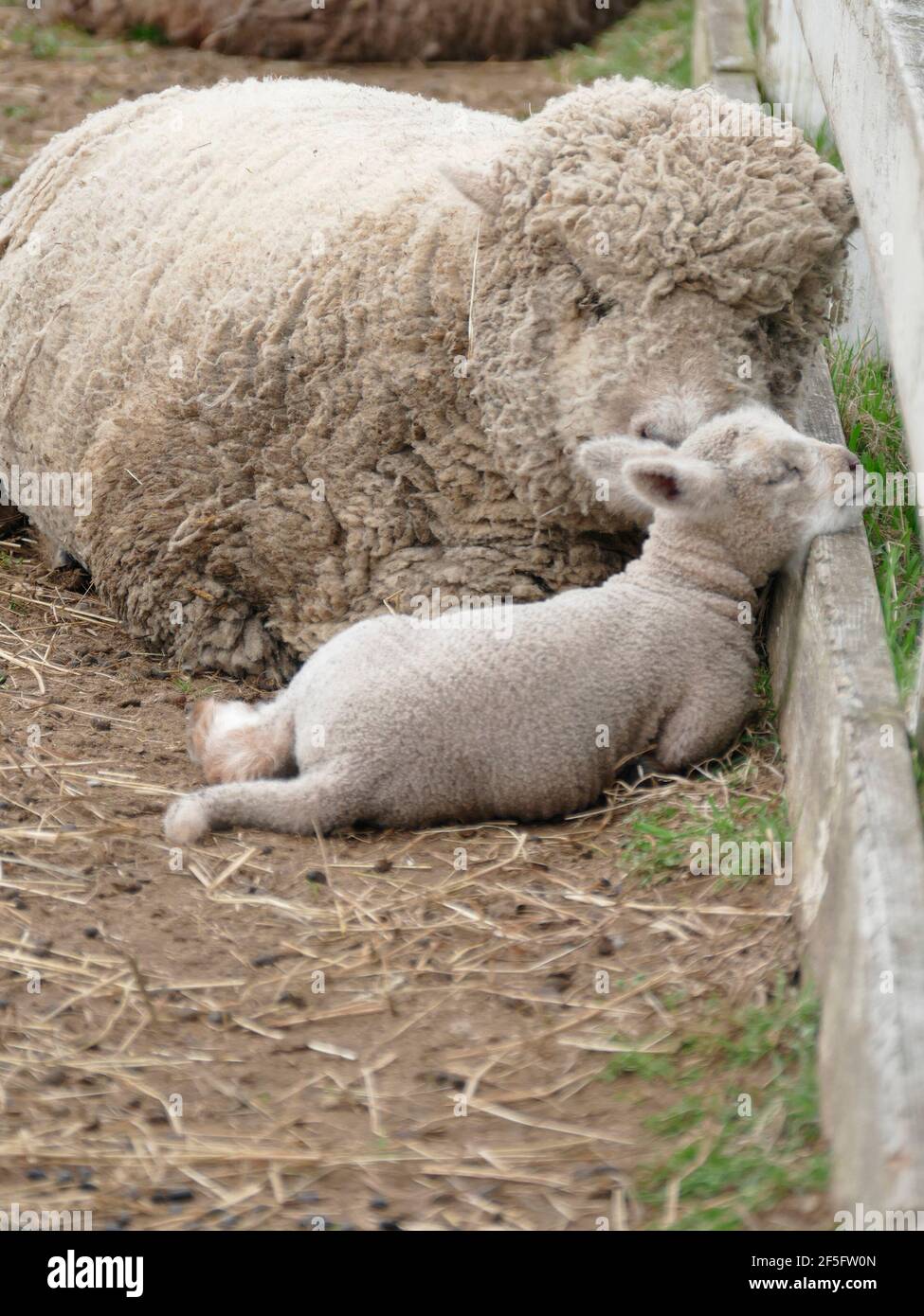 The Sweetest Photograph of a Mother Sheep Showing Affection and Love to ...