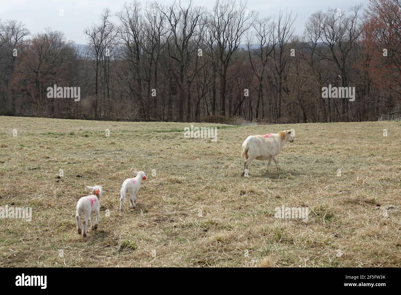 Marking sheep with paint hi-res stock photography and images - Alamy