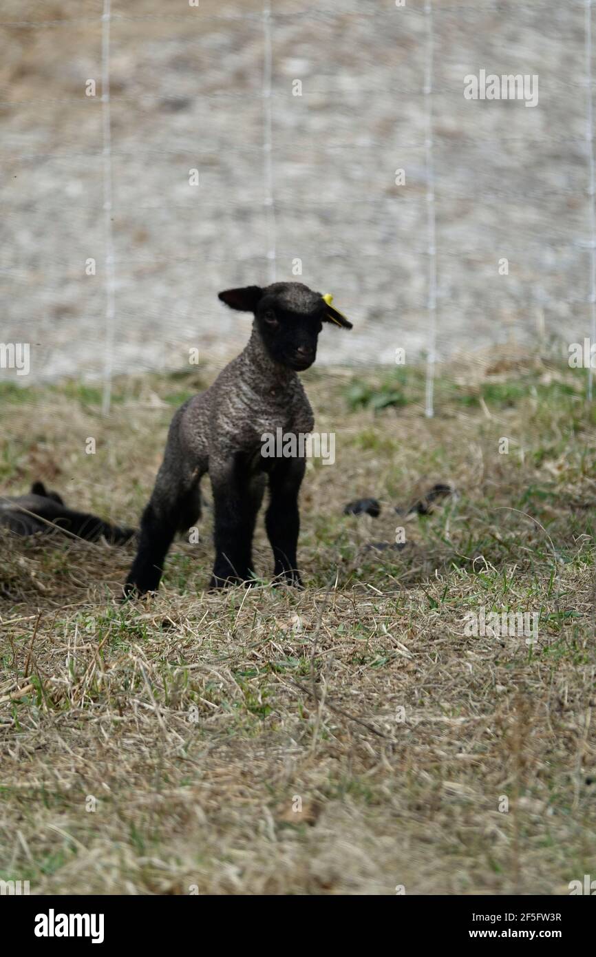 One Baby Black Lamb Standing Strong on its Feet on a Farm Stock Photo ...