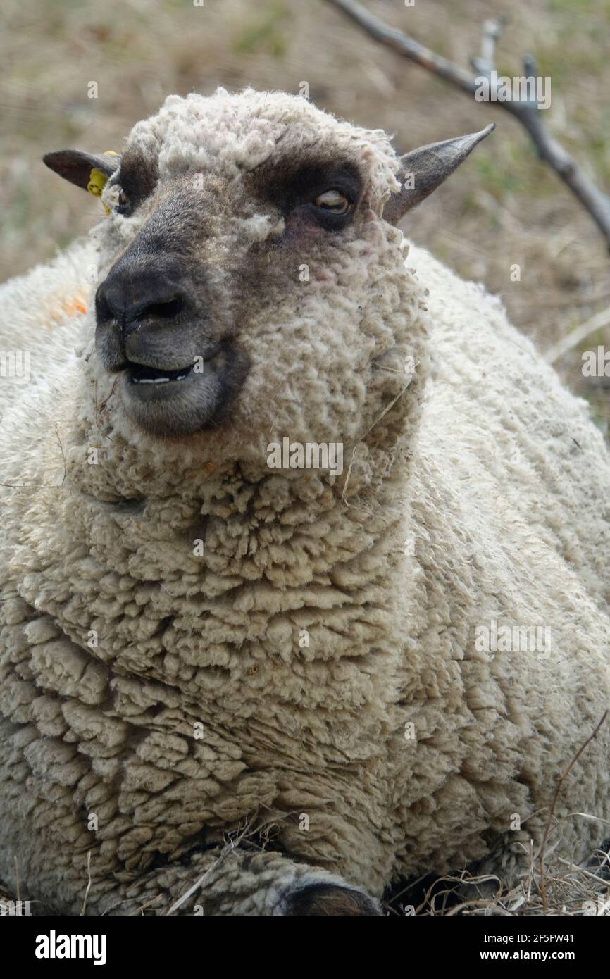Close up lambs face hi-res stock photography and images - Alamy