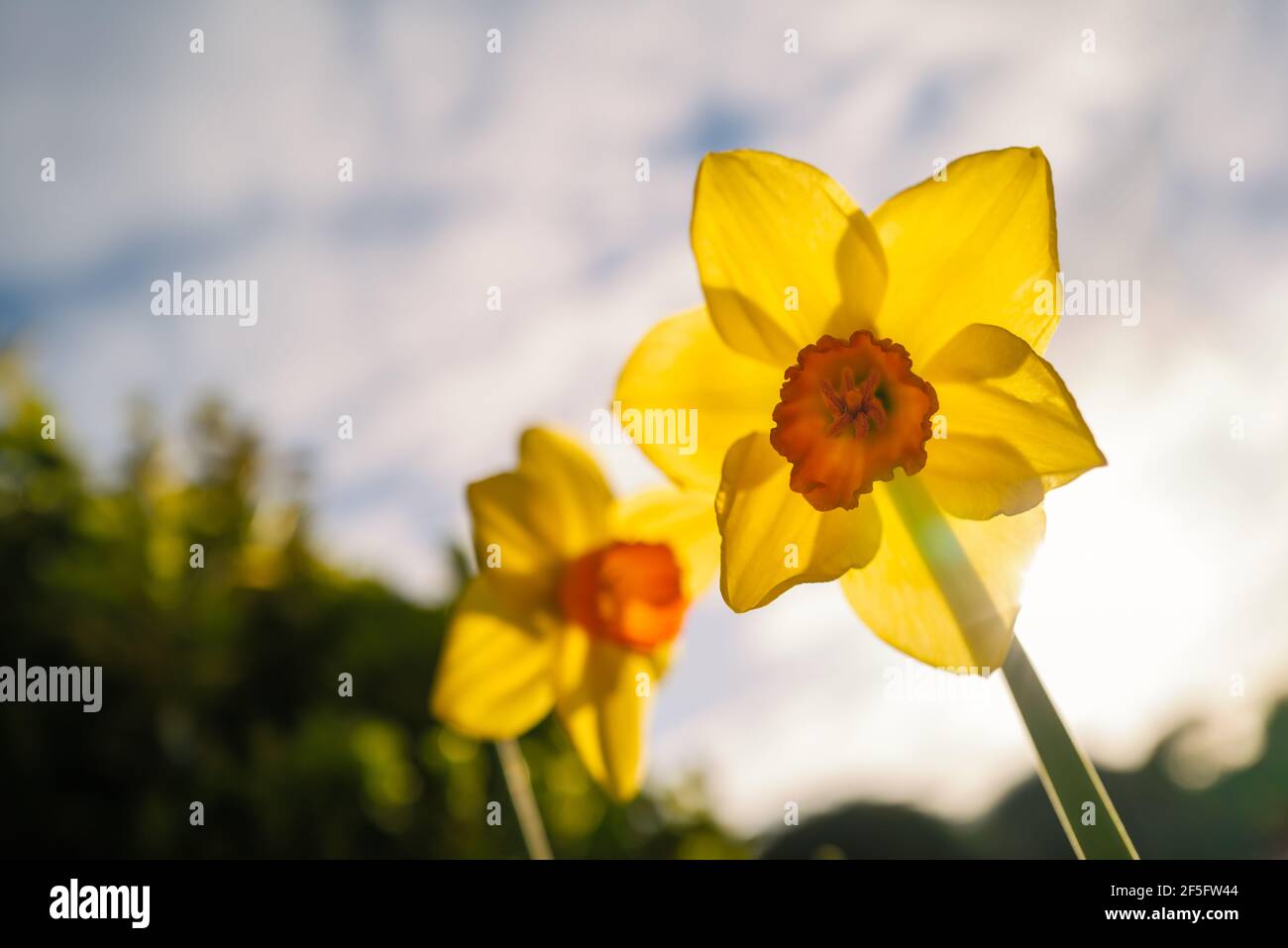 Two daffodils seen from below looking up. They are back lit by a late ...