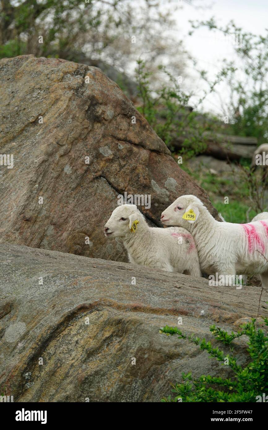 Sheep with smit marks hi-res stock photography and images - Alamy