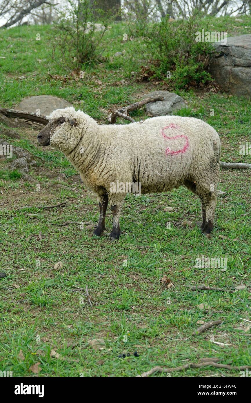 Sheep with smit marks hi-res stock photography and images - Alamy