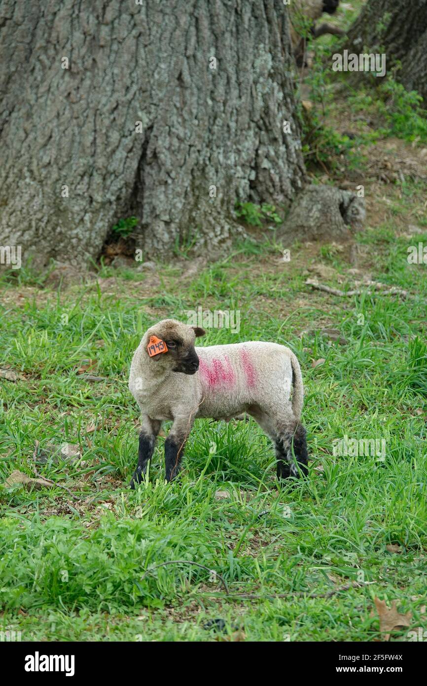 Marking sheep with paint hi-res stock photography and images - Alamy