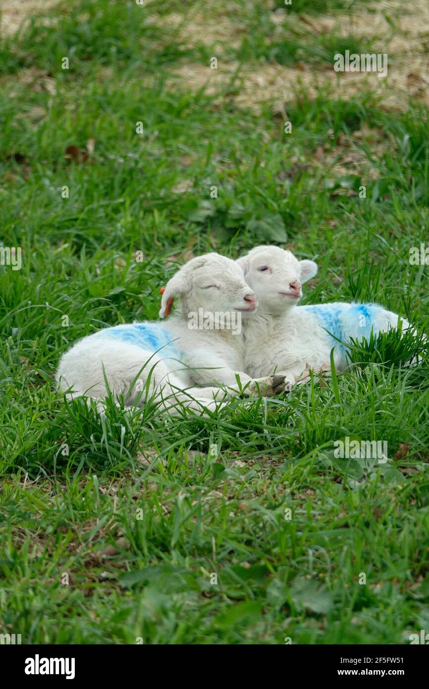 Two White Lambs with Blue Smit Marks Sitting Cheek to Cheek among the ...