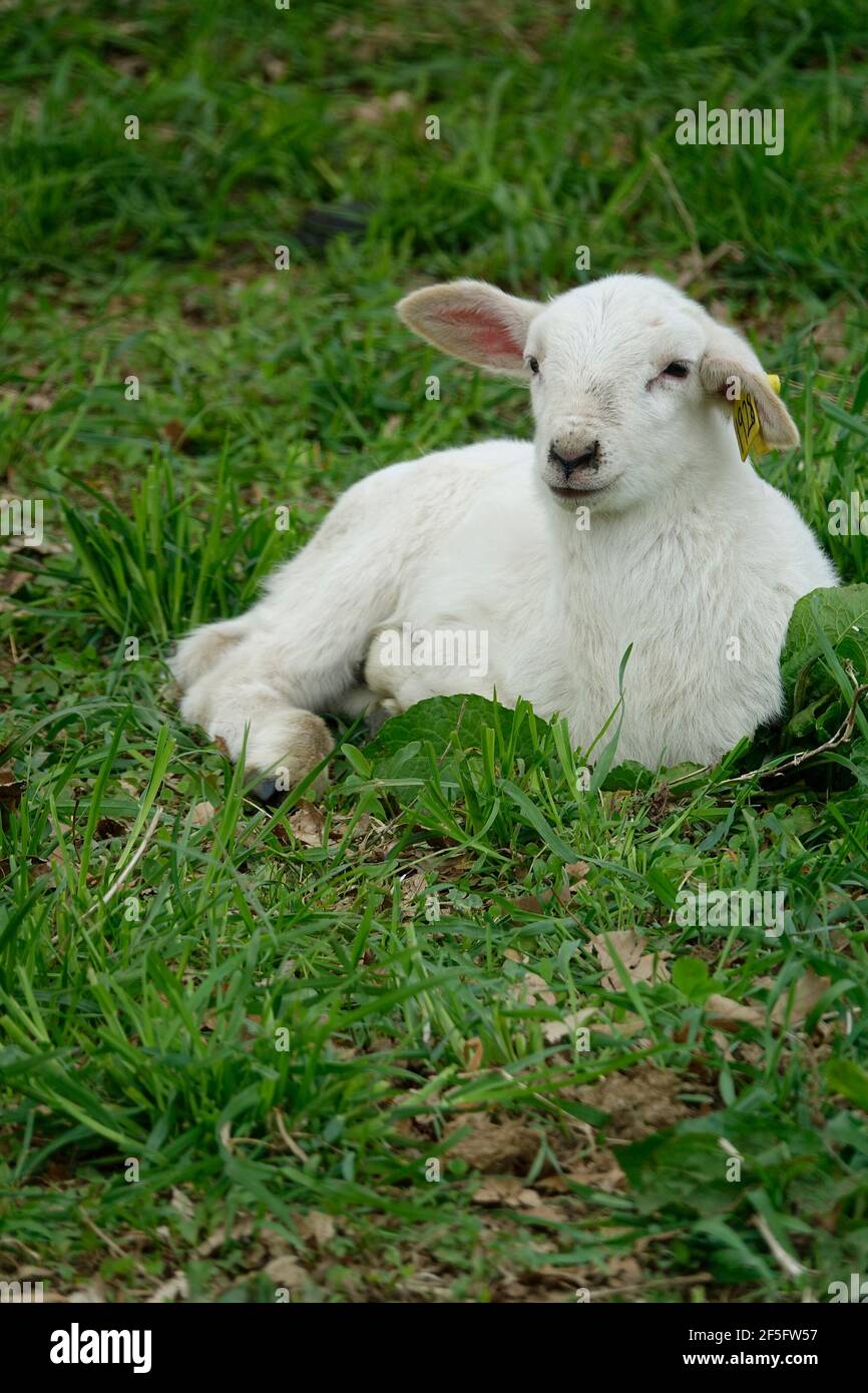 A White Lamb Quietly Resting on a Grassy Meadow Stock Photo - Alamy
