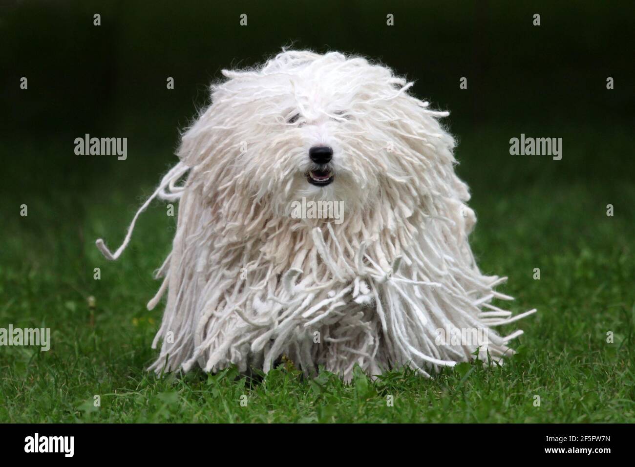 White Hungarian Puli moving towards the camera Stock Photo - Alamy
