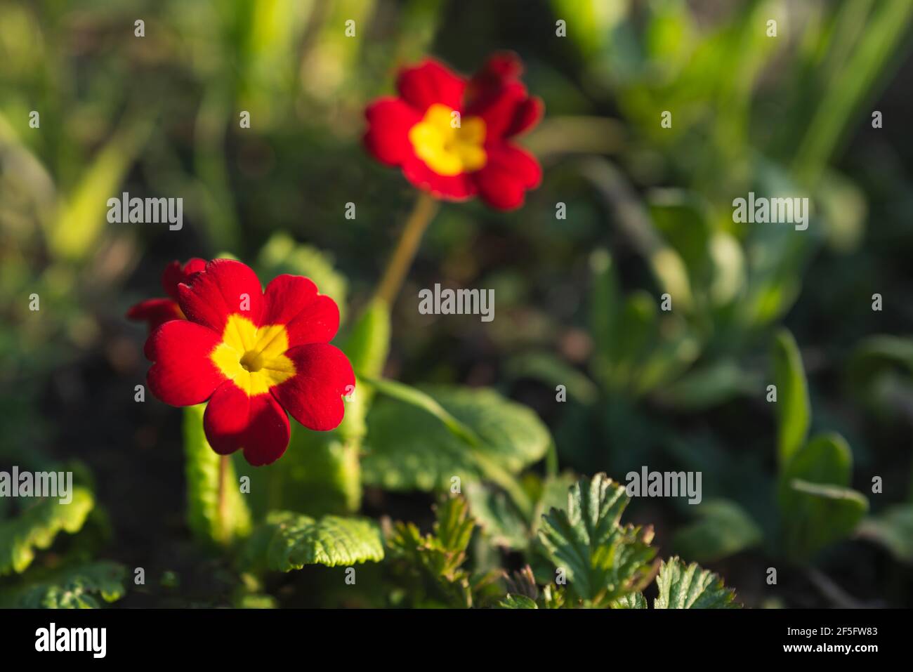 Wild red and yellow primroses in catching the late afternoon sunshine ...