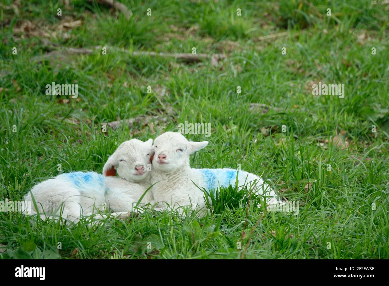 Two White Lambs with Blue Smit Marks Sitting Cheek to Cheek among the ...