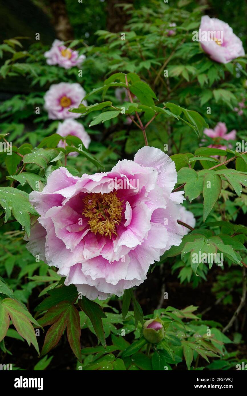 Peony Garden High Resolution Stock Photography and Images - Alamy