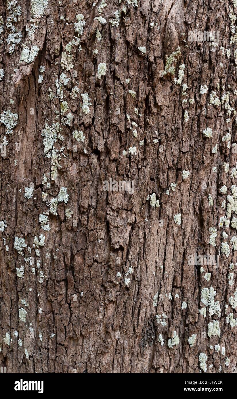 Tree bark texture closeup. Wooden backdrop Stock Photo - Alamy