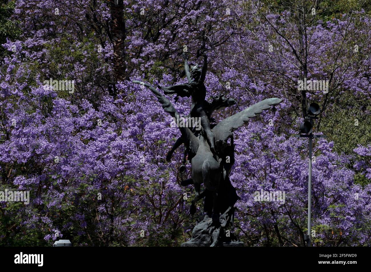 Jacaranda trees with their purple flowers adorn Palace of Fine Arts ...