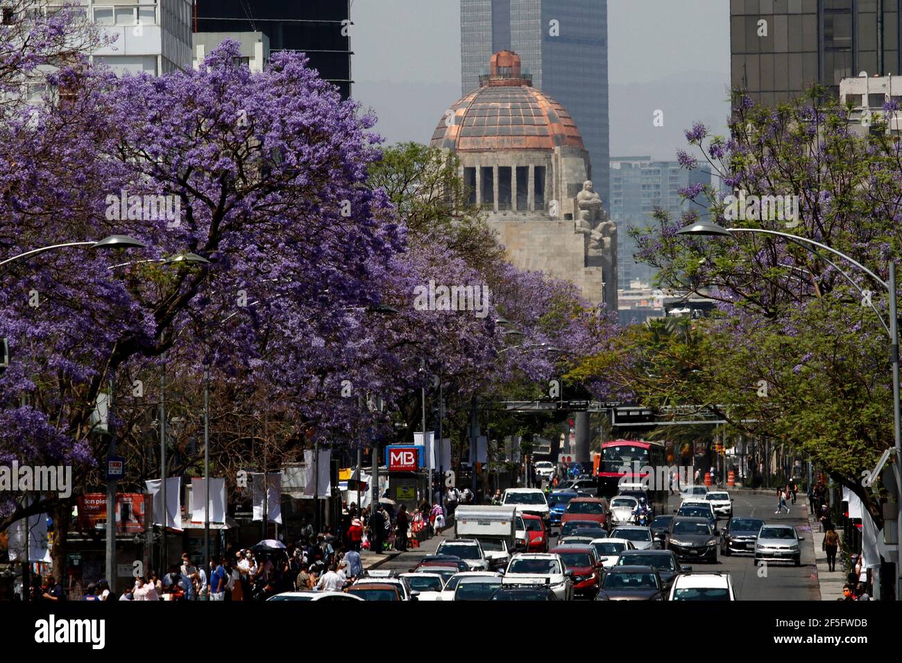 Jacaranda trees with their purple flowers adorn The Monument to the ...