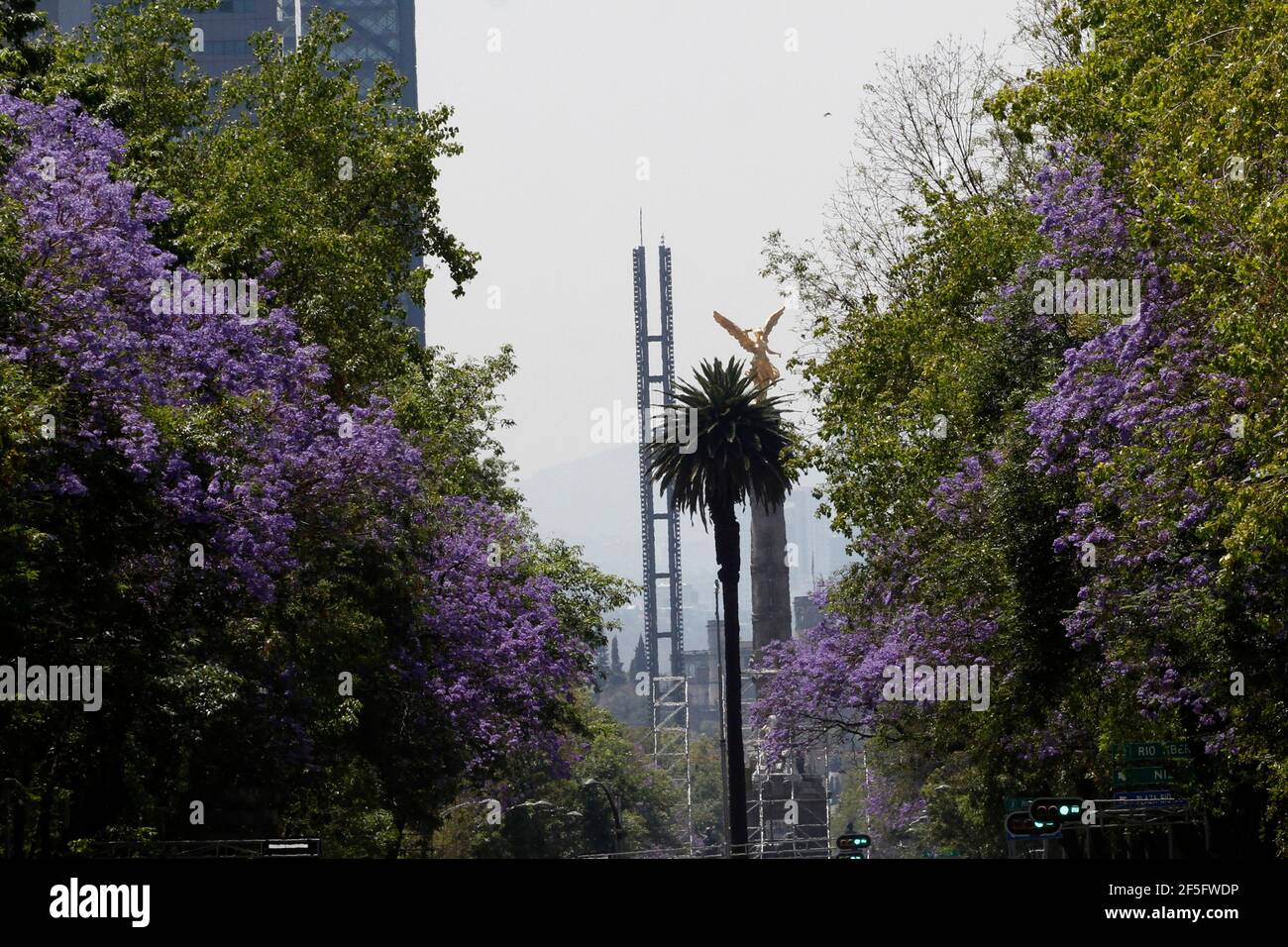 Jacaranda trees mexico city hi-res stock photography and images - Alamy