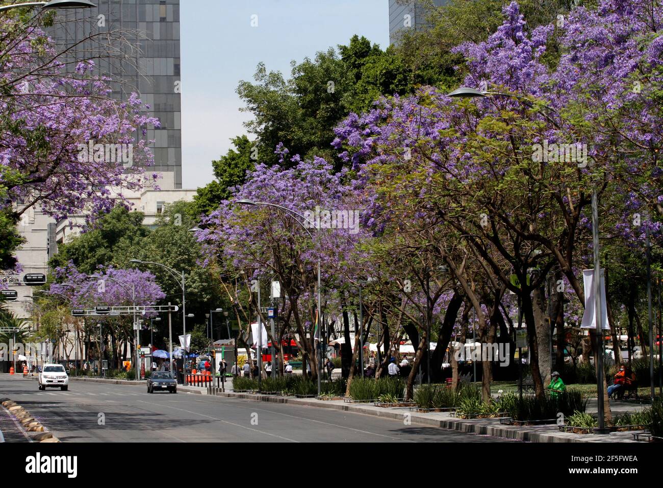 Flowering Trees Of Mexico at Norma Castro blog
