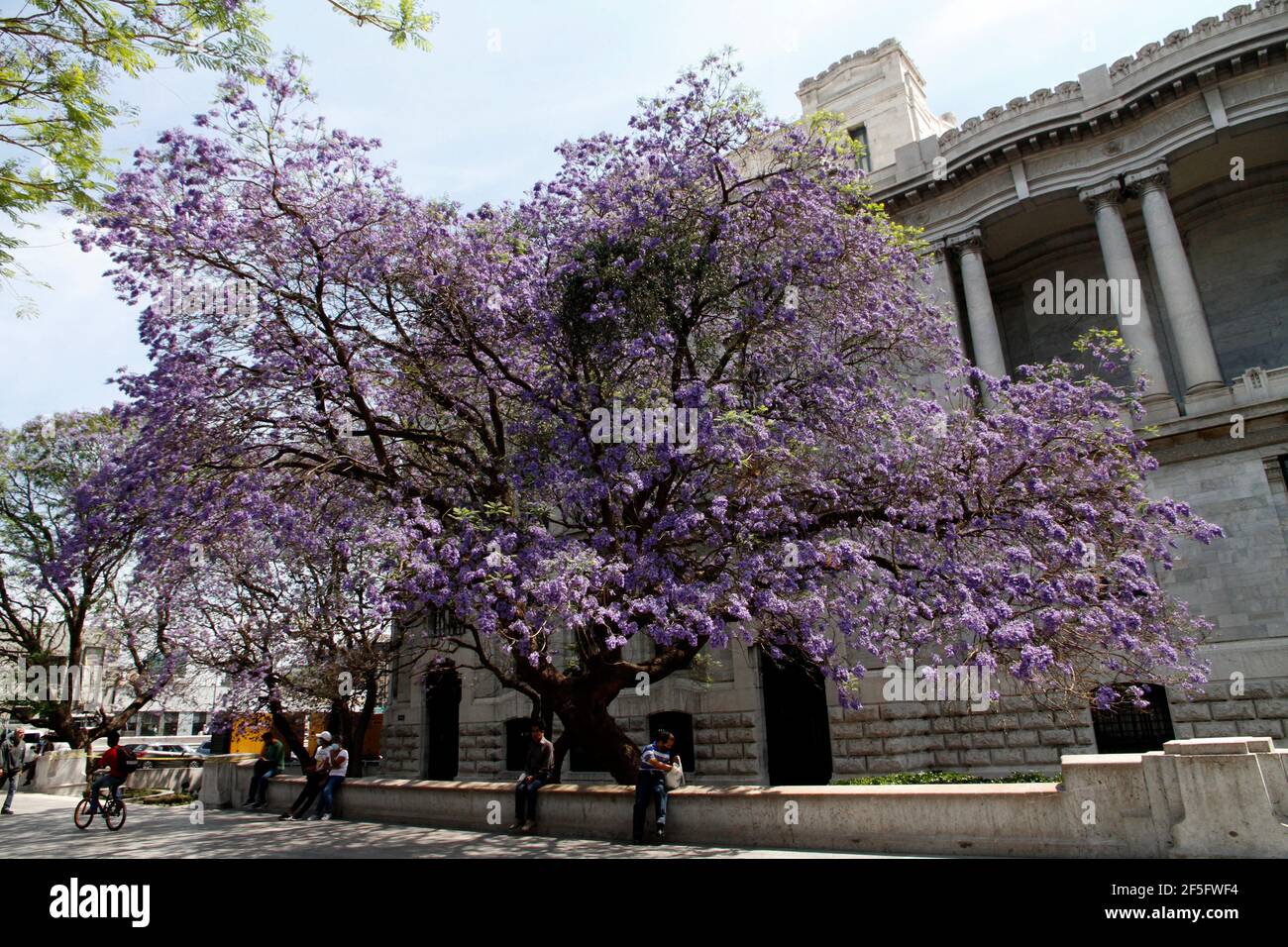 Jacaranda trees with their purple flowers adorn Palace of Fine Arts ...