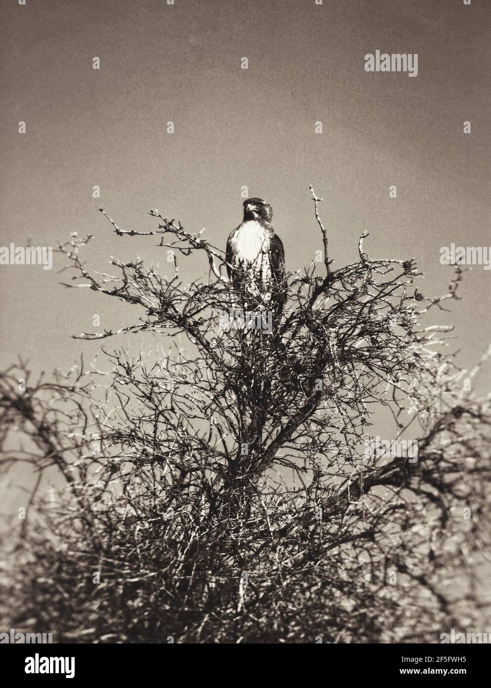 Beautiful hawk hi-res stock photography and images - Alamy