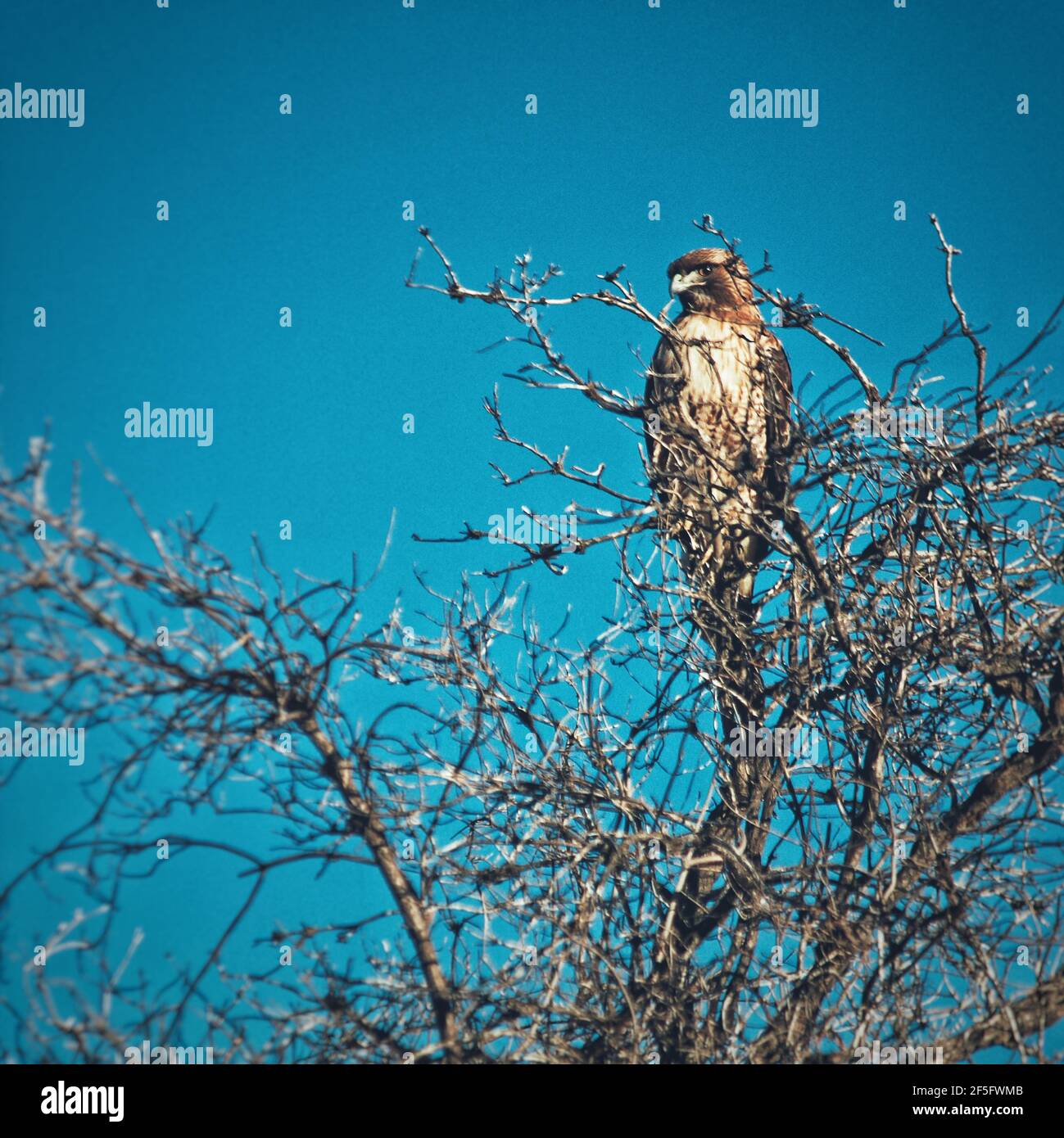 Beautiful hawk hi-res stock photography and images - Alamy