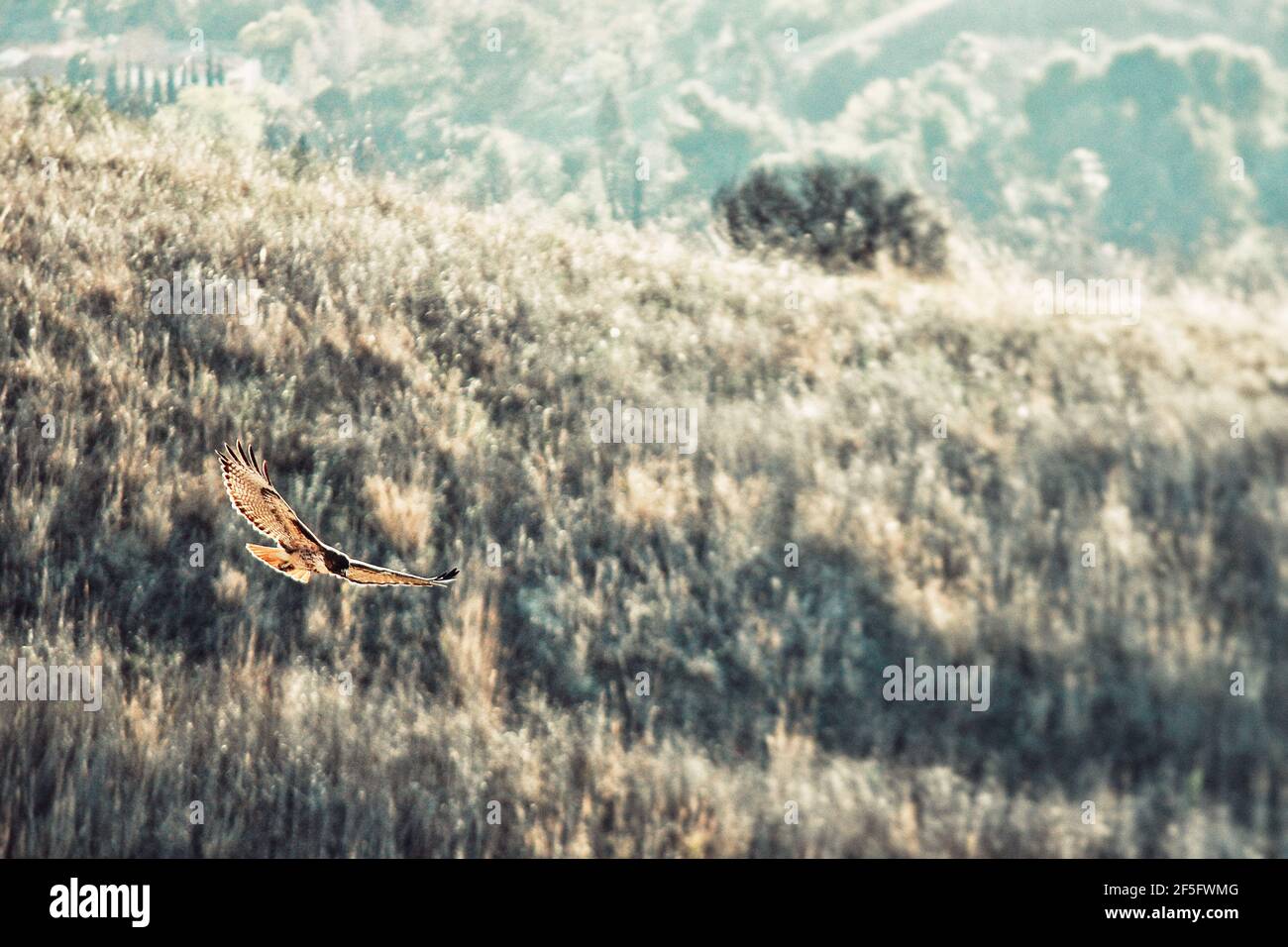 Epic photo of a large Hawk mid-flight Stock Photo - Alamy