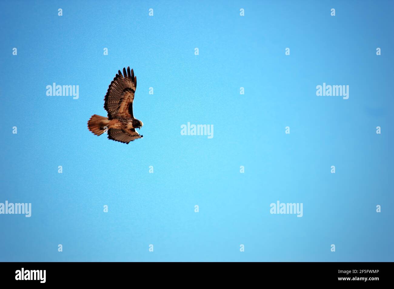 Epic photo of a large Hawk mid-flight Stock Photo - Alamy