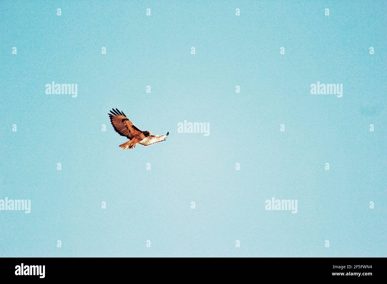 Epic photo of a large Hawk mid-flight Stock Photo - Alamy
