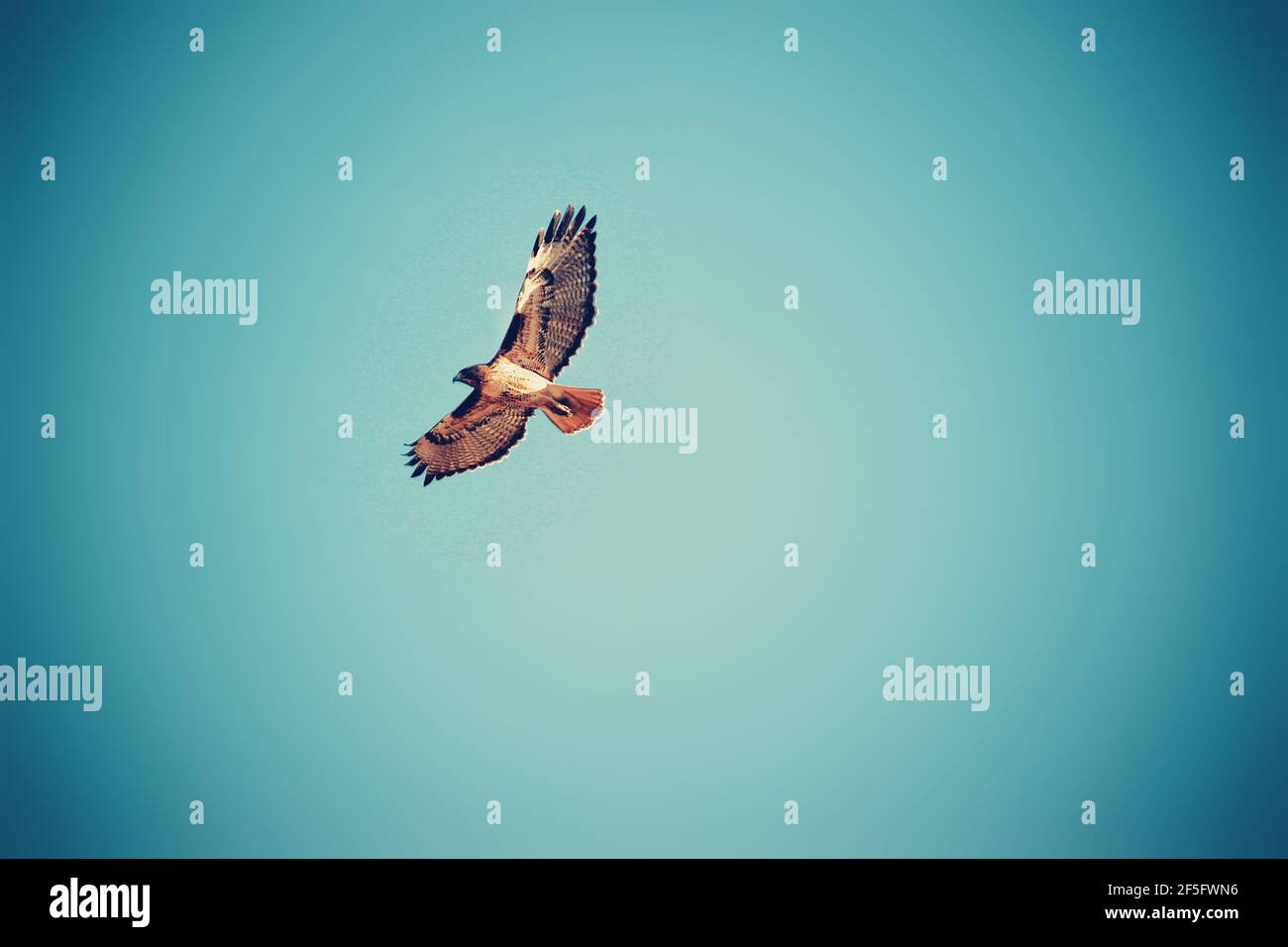 Epic photo of a large Hawk mid-flight Stock Photo - Alamy