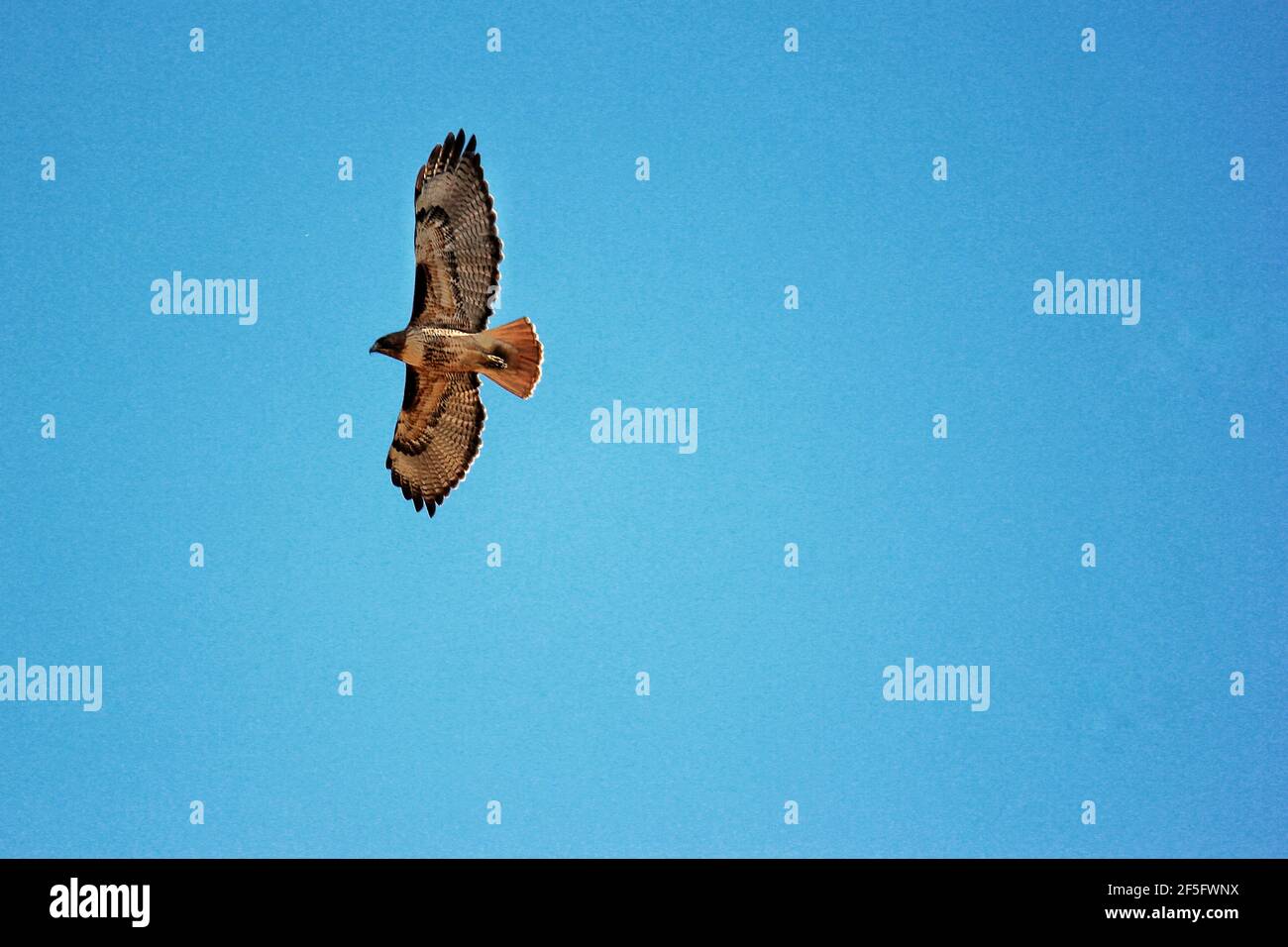 Epic photo of a large Hawk mid-flight Stock Photo - Alamy