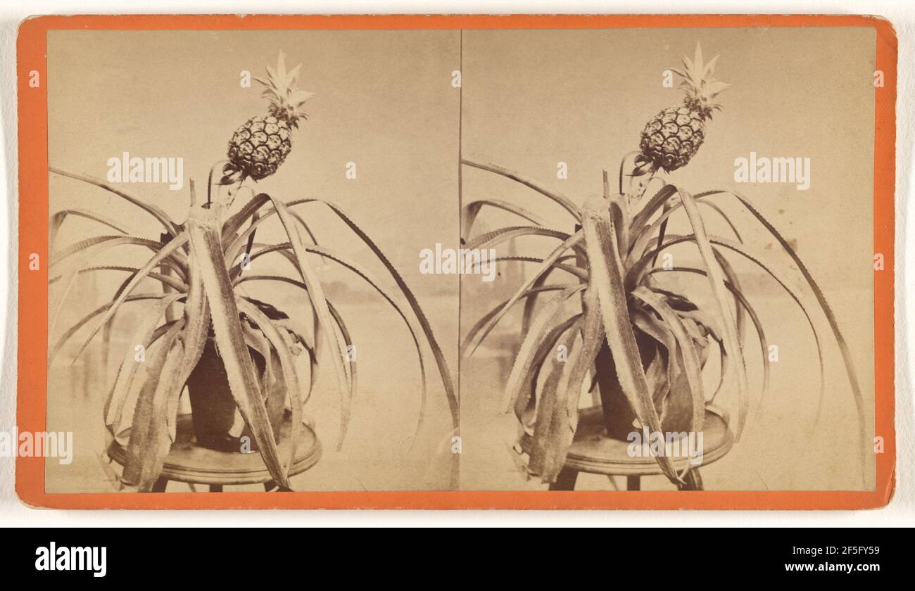Pineapple research hi-res stock photography and images - Alamy