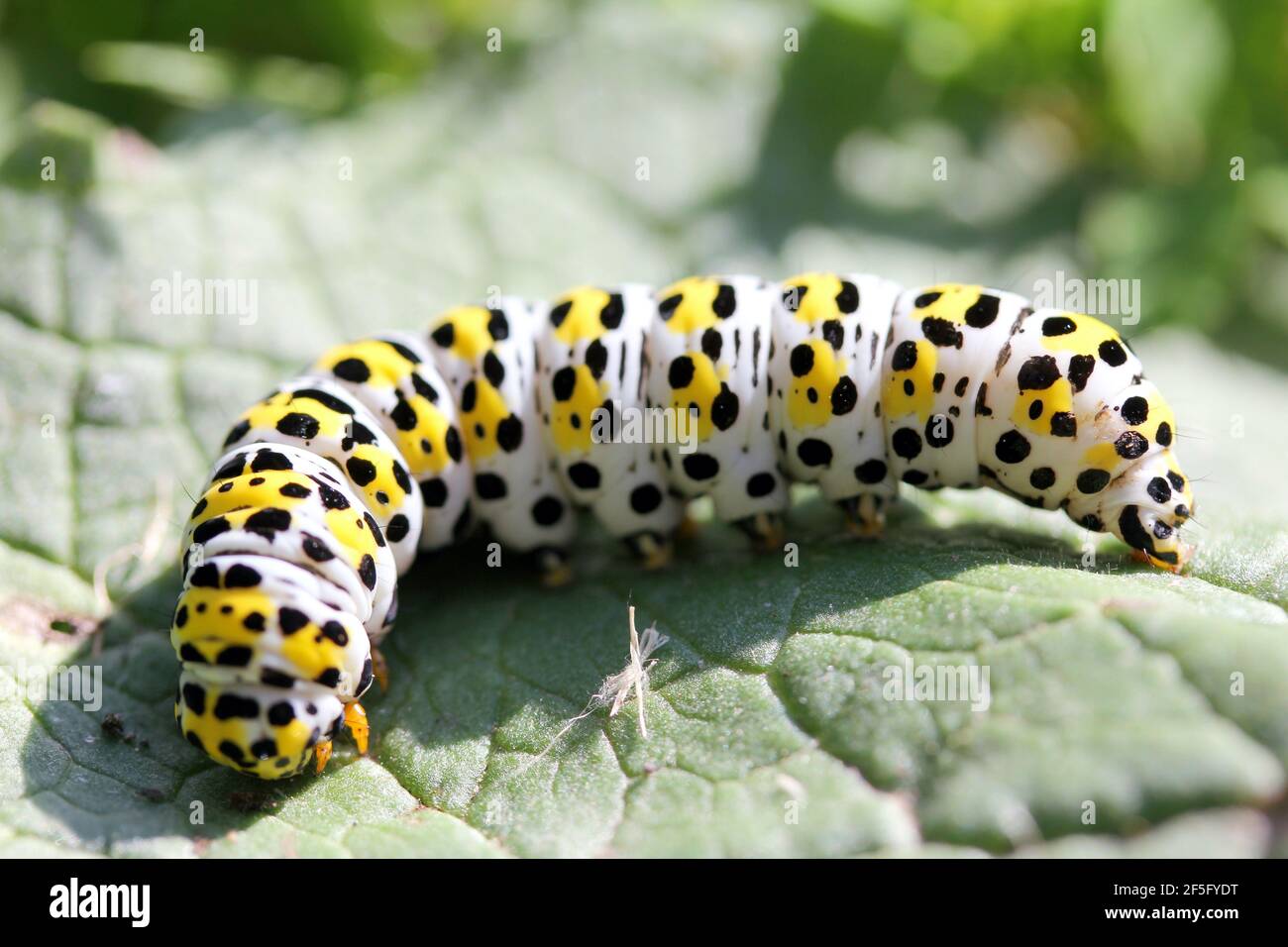 The bead of mullein moth (Shargacucullia verbasci), a moth Stock Photo ...