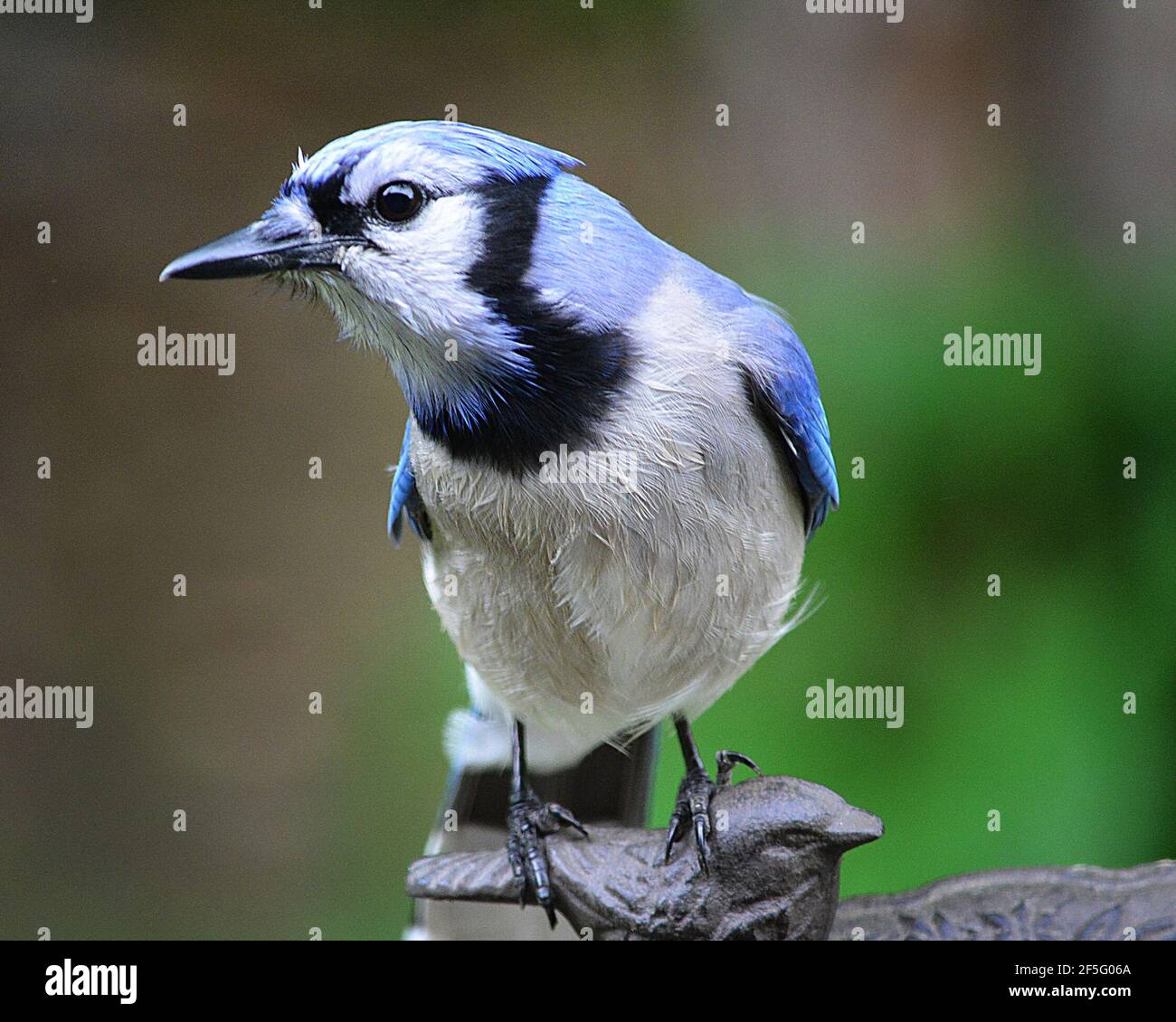 Blue jay bird flying hi-res stock photography and images - Alamy