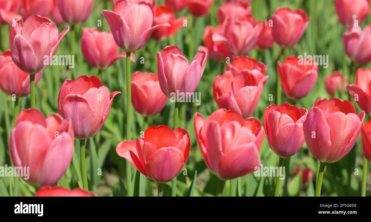 Red Tulip at Spring Stock Photo - Alamy