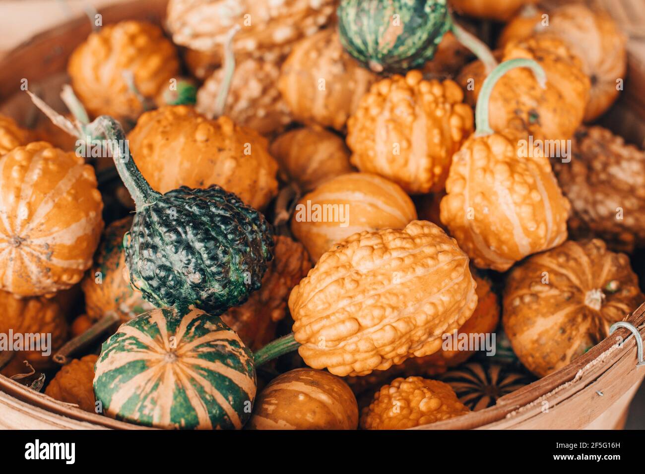 Red, yellow, green small pumpkins with bumps in whicker basket by store ...
