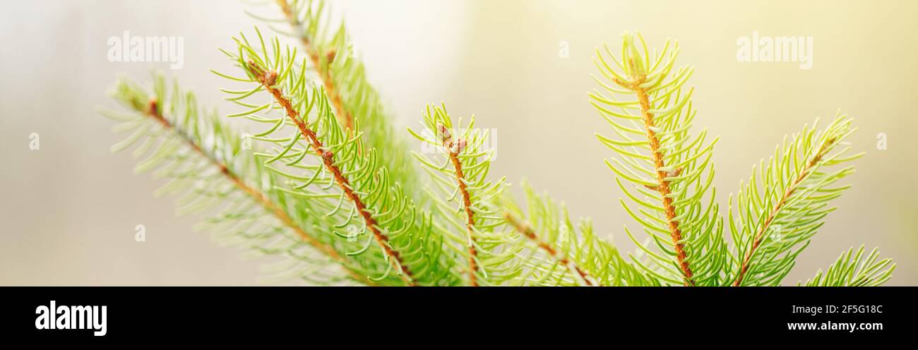 Beautiful natural spring tree background. Light green pine tree ...