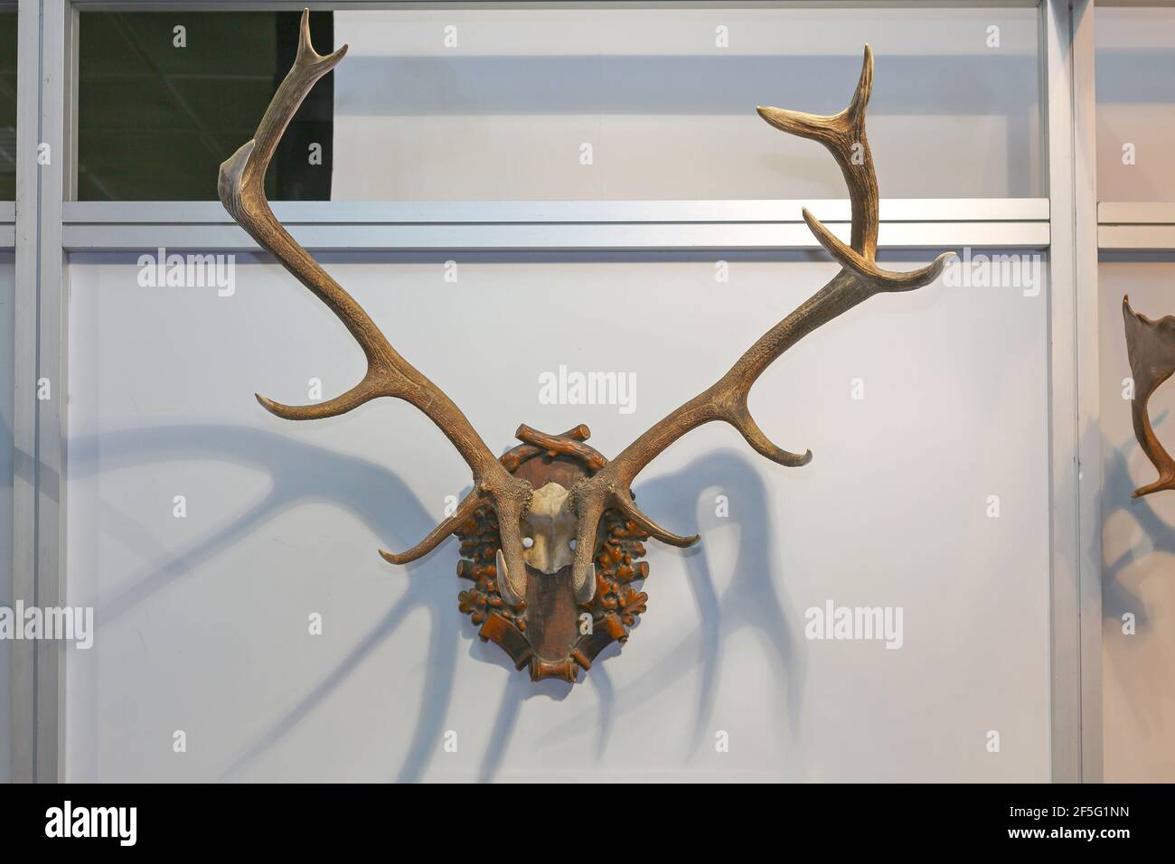 Deer Antlers at Wall Decor Game Trophy Stock Photo - Alamy