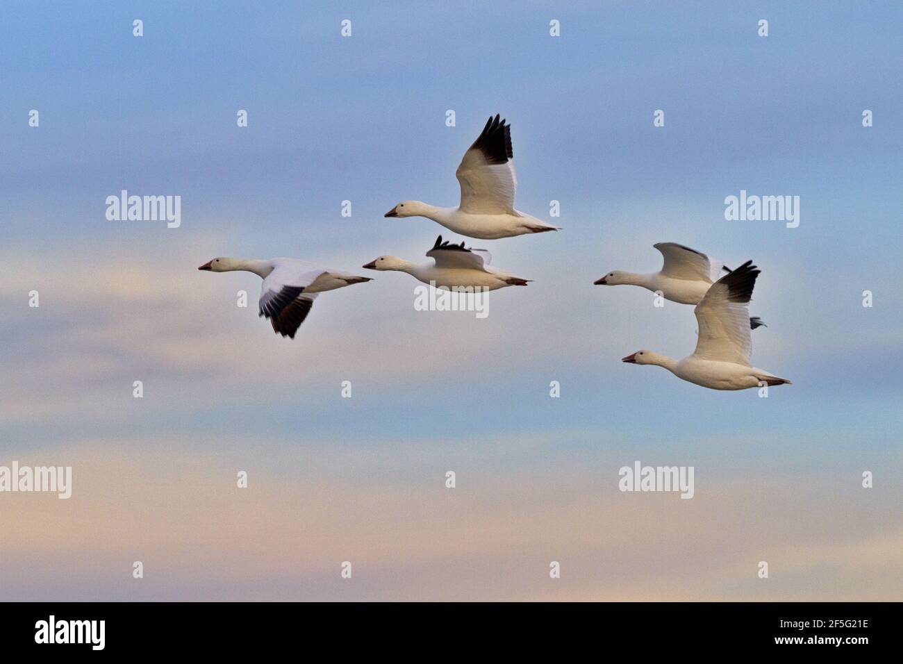 Five snow geese with open, black-tipped wings in flight across silk ...