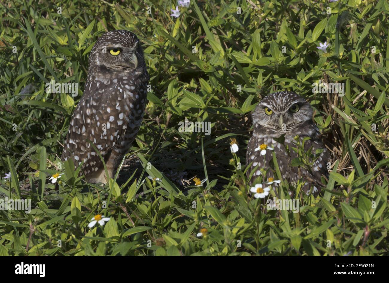 Mated pair of Florida Burrowing Owls at burrow with daisy flowers in ...