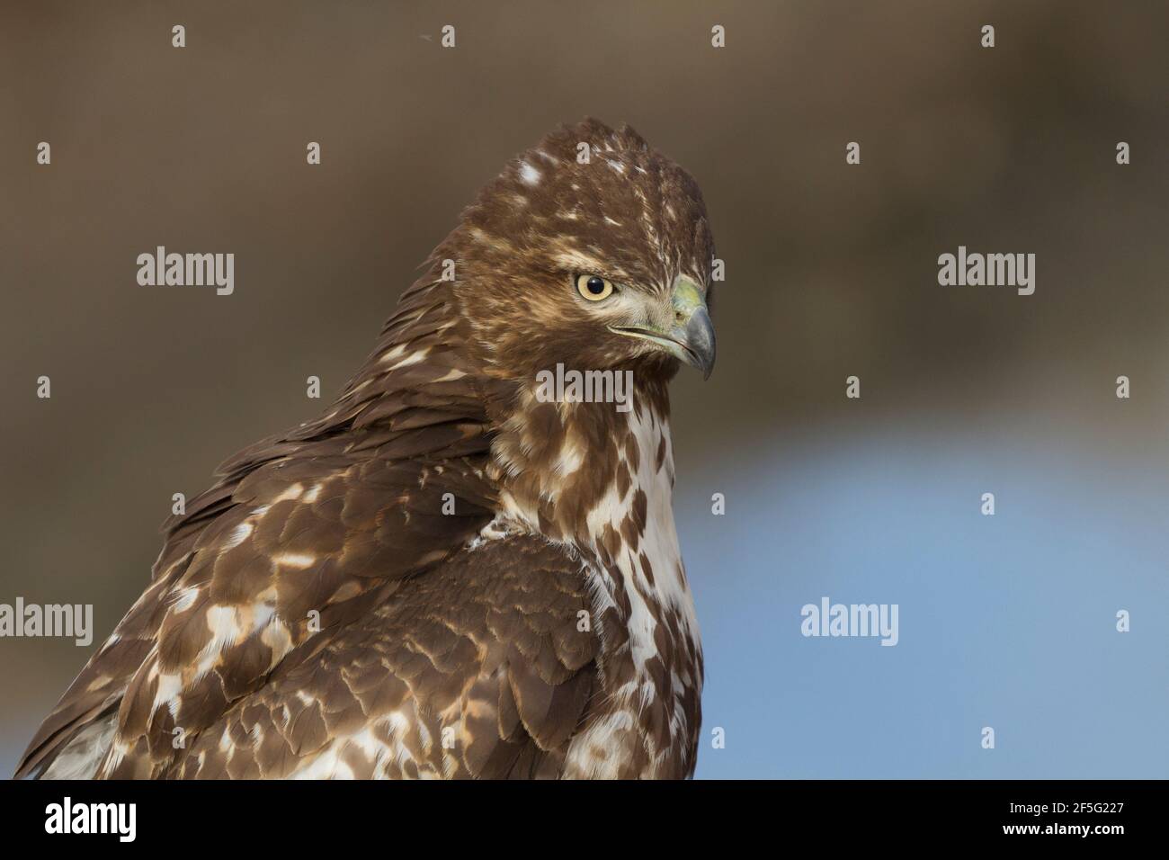 Bosque background hi-res stock photography and images - Alamy