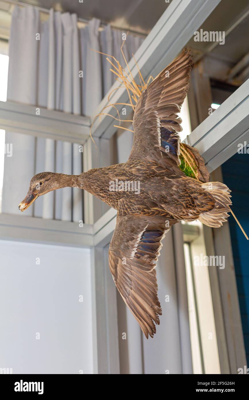 Wild Duck Bird in Flight Taxidermy Trophy Stock Photo - Alamy